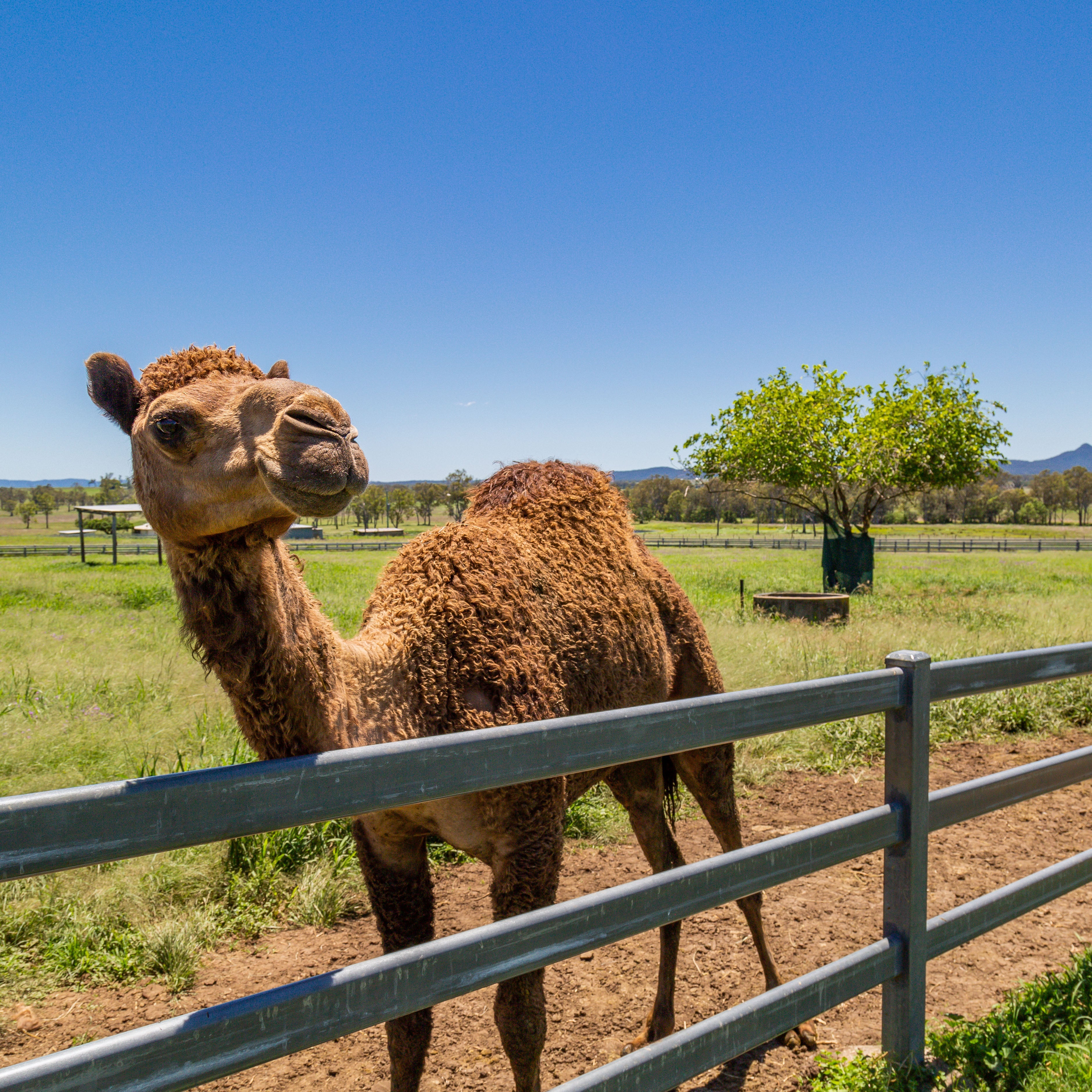 Camel Meat: Buy Camel Burgers Online