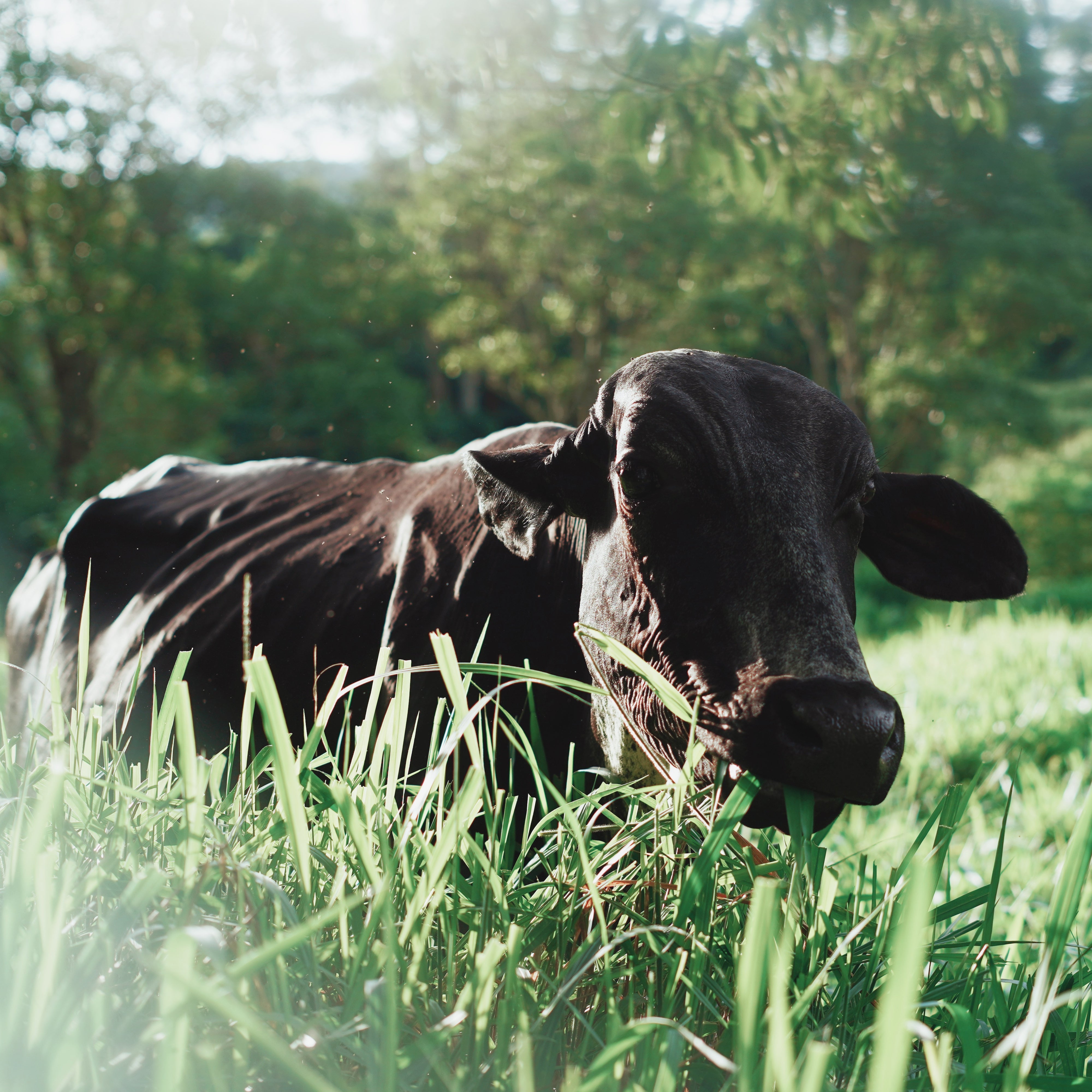 Authentic Japanese Wagyu Beef - Buy Online from Fossil Farms