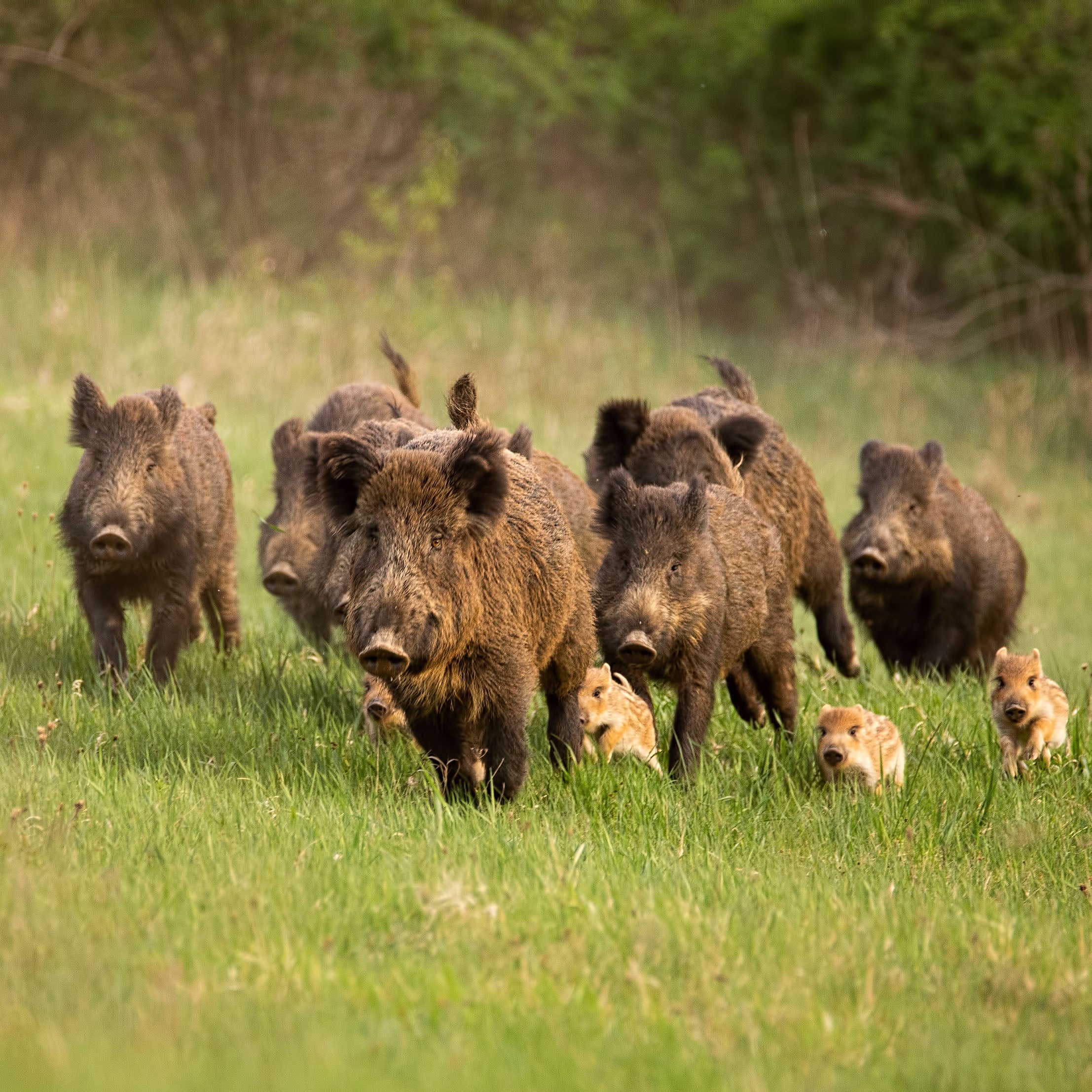 Wild Boar Meat - Buy Online from Fossil Farms