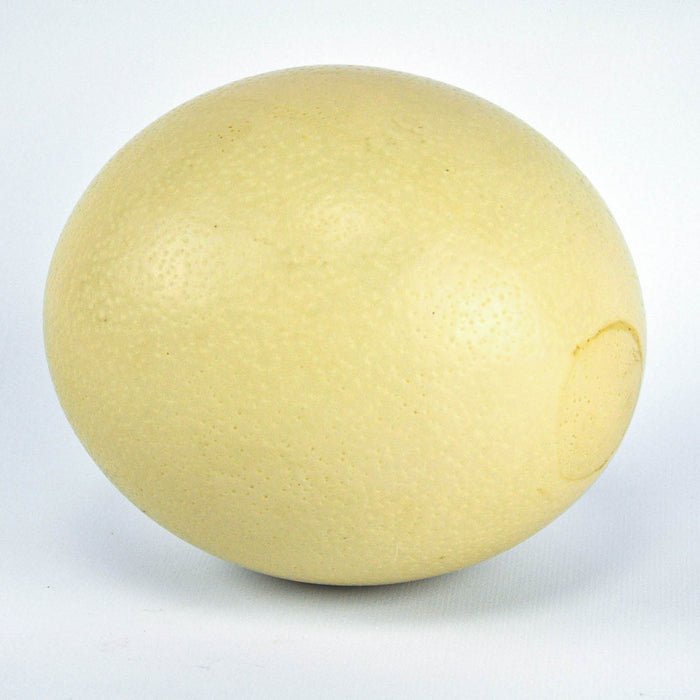 Ostrich Egg (Shell Only) - Fossil Farms
